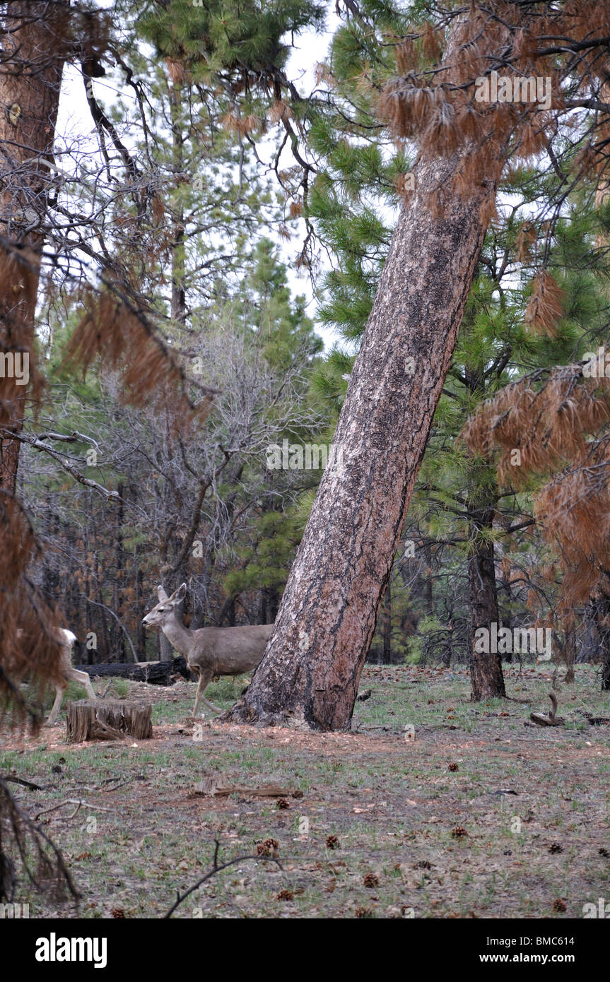 Mule deer, Grand Canyon National Park, Arizona, USA Stock Photo - Alamy