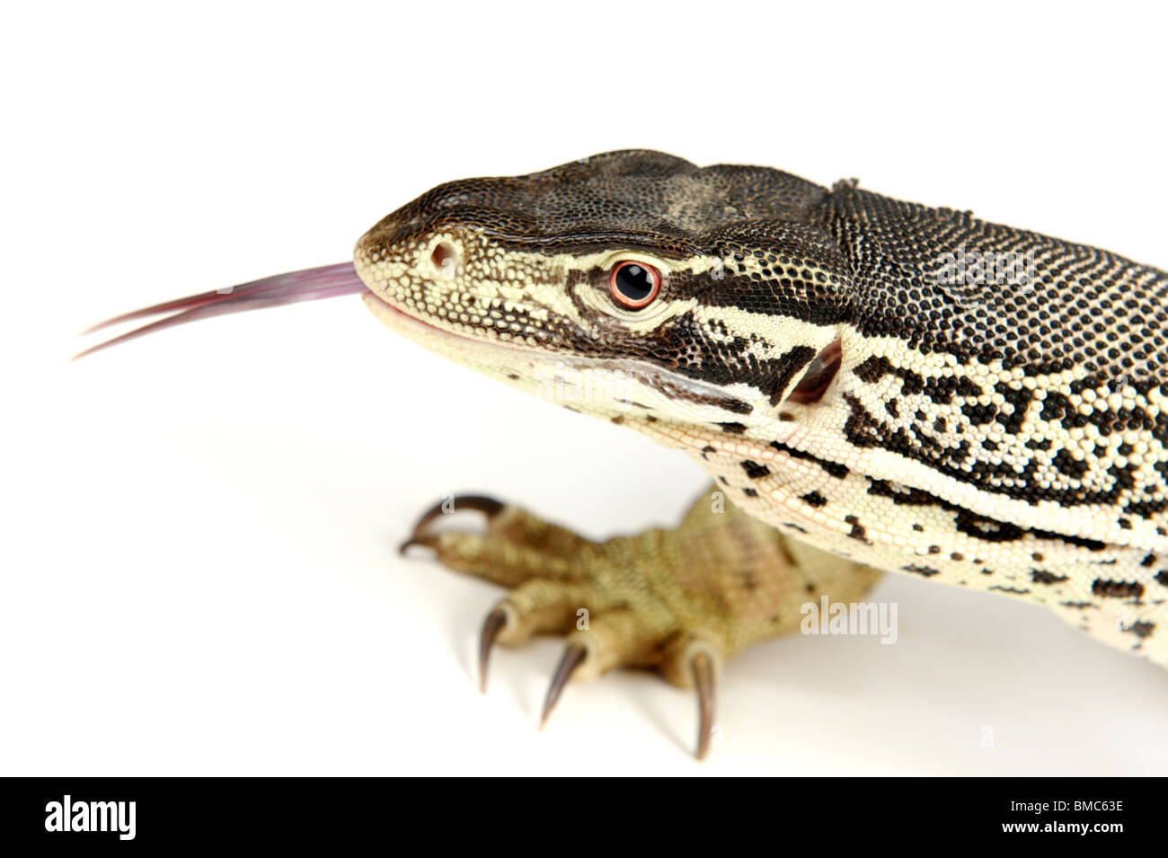 Yellow spotted monitor lizards hi-res stock photography and images - Alamy