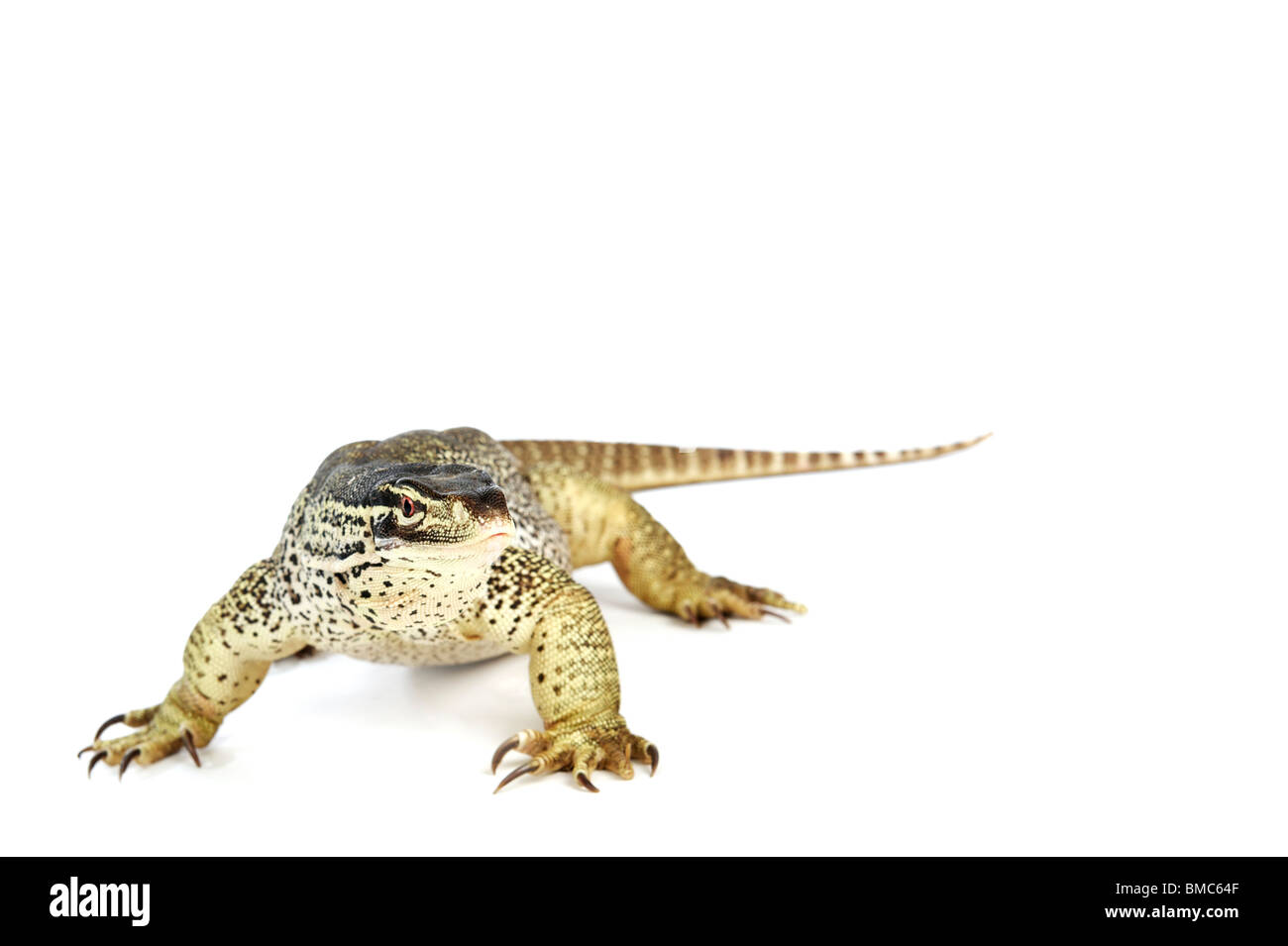Yellow spotted monitor lizards hi-res stock photography and images - Alamy