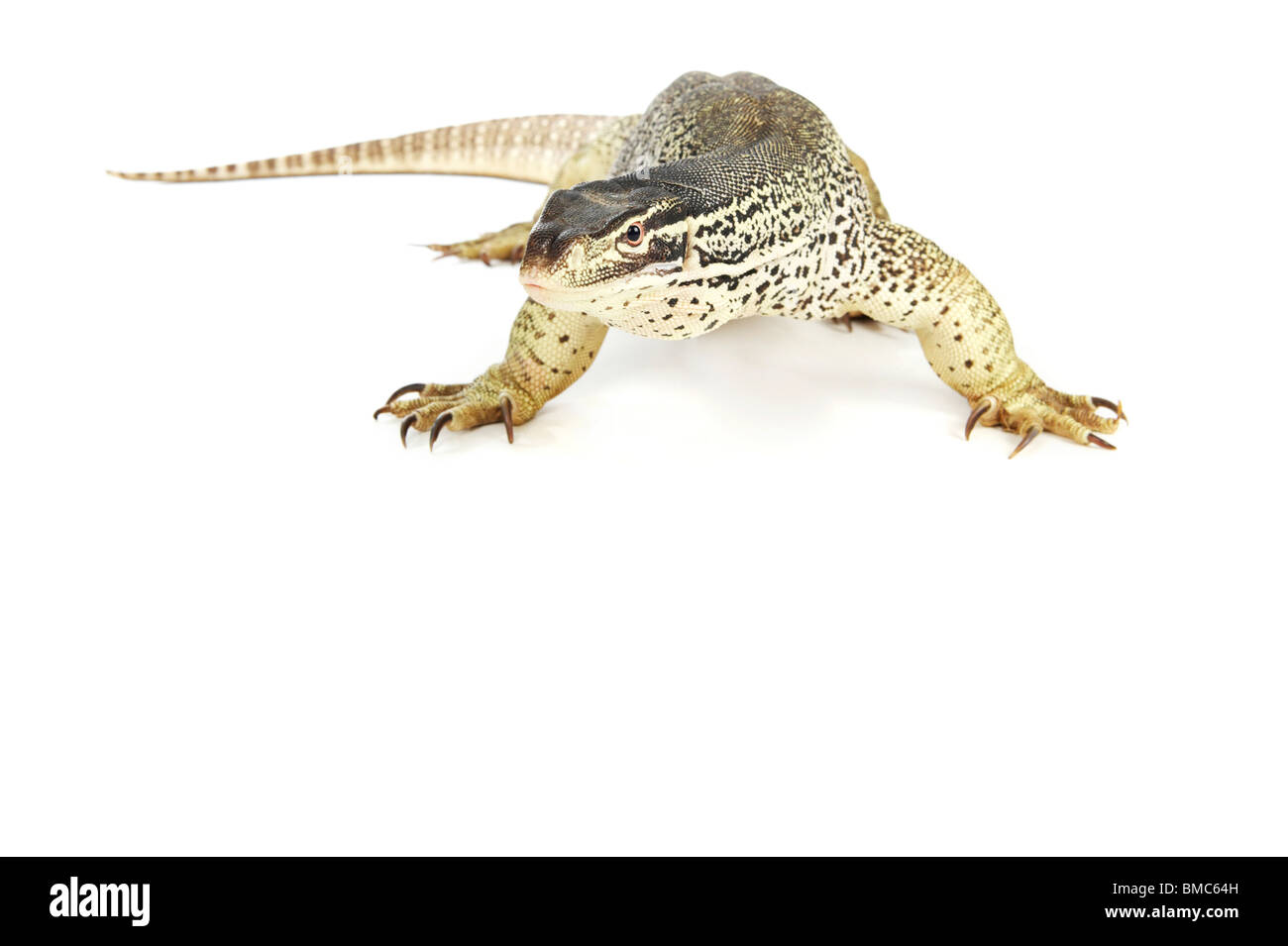 Yellow spotted monitor lizards hi-res stock photography and images - Alamy