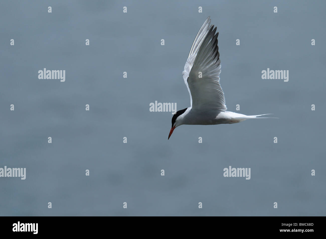 Common tern in flight hi-res stock photography and images - Alamy