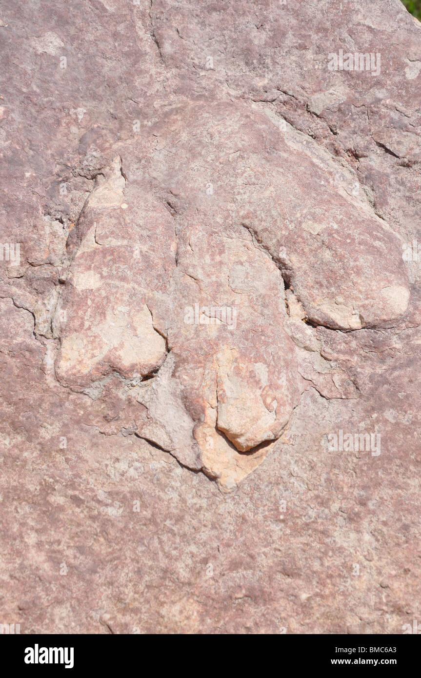 Dinosaurs footprint hi-res stock photography and images - Alamy