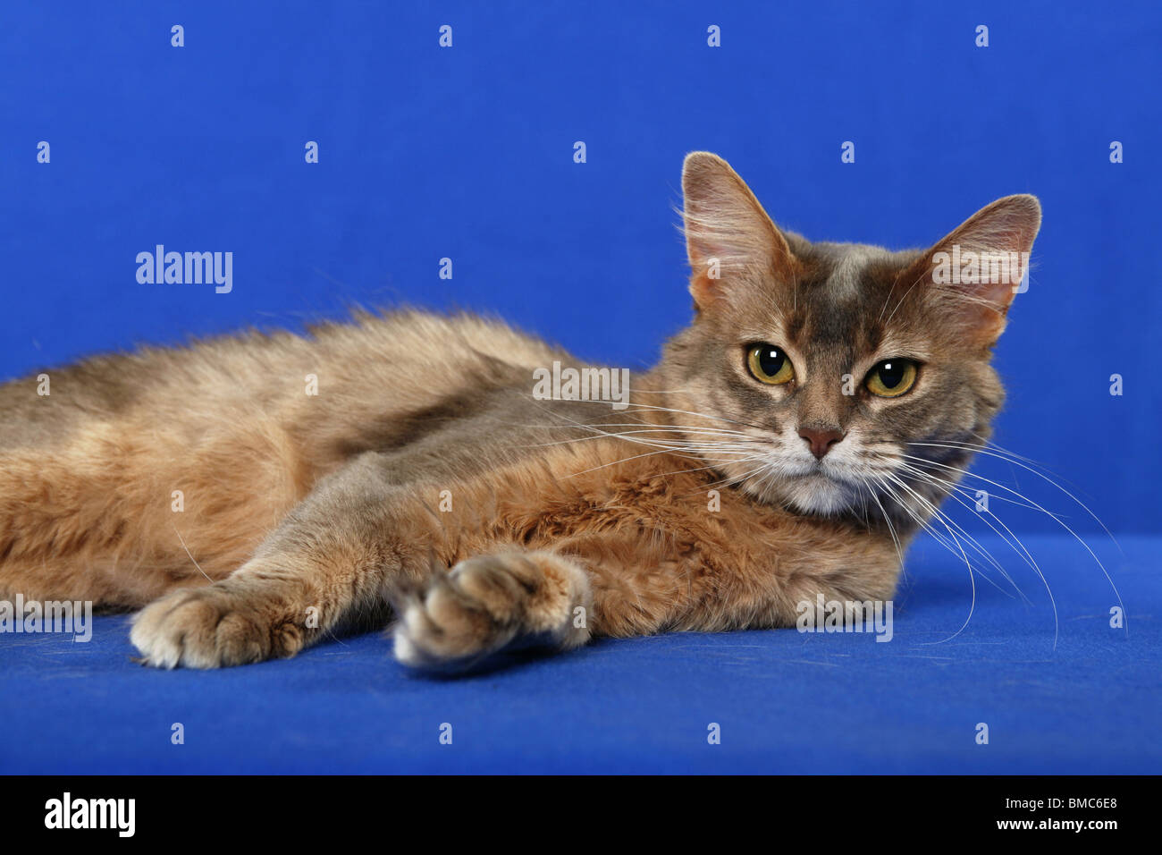 blaue Somali / blue Somali Stock Photo - Alamy