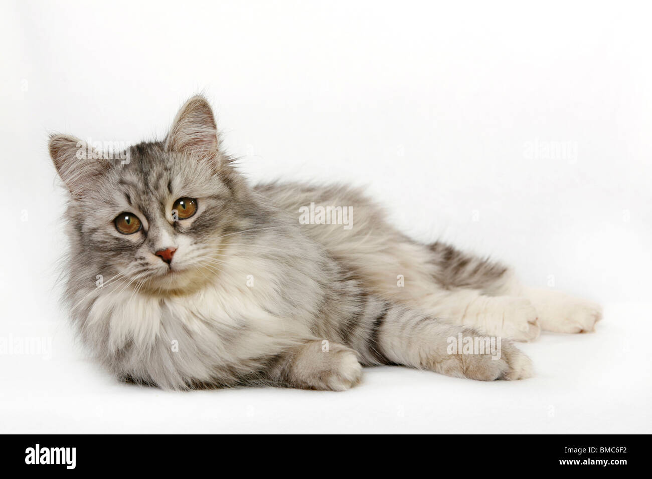 liegende Sibirische Katze / lying Siberian Cat Stock Photo - Alamy