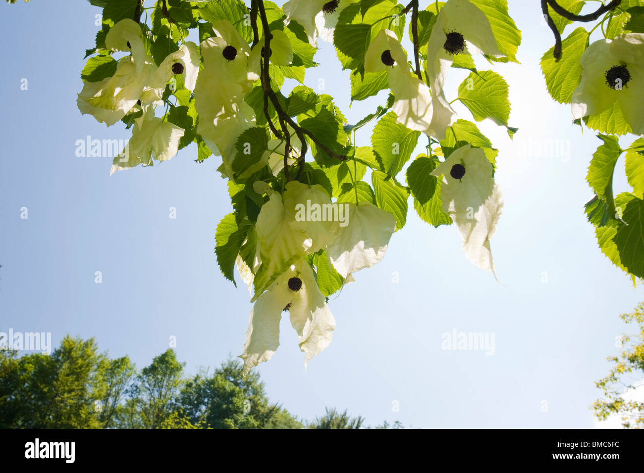 Dove tree davidia involucrata hi-res stock photography and images - Alamy