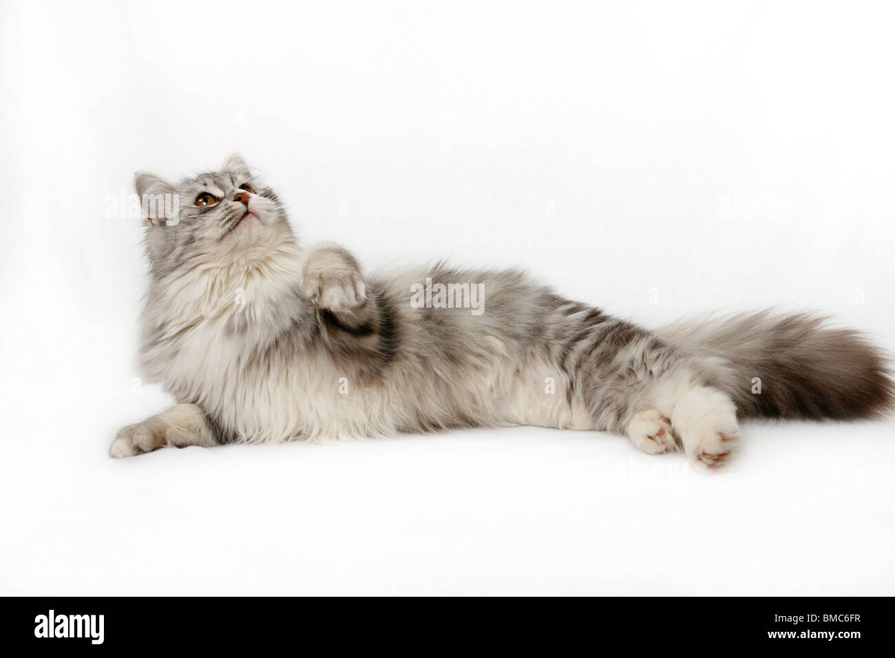 liegende Sibirische Katze / lying Siberian Cat Stock Photo - Alamy
