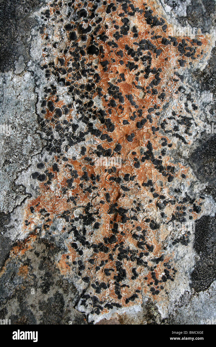 Crustose Lichen Lecidea lithophila Taken at Gilfach Farm Nature Reserve ...