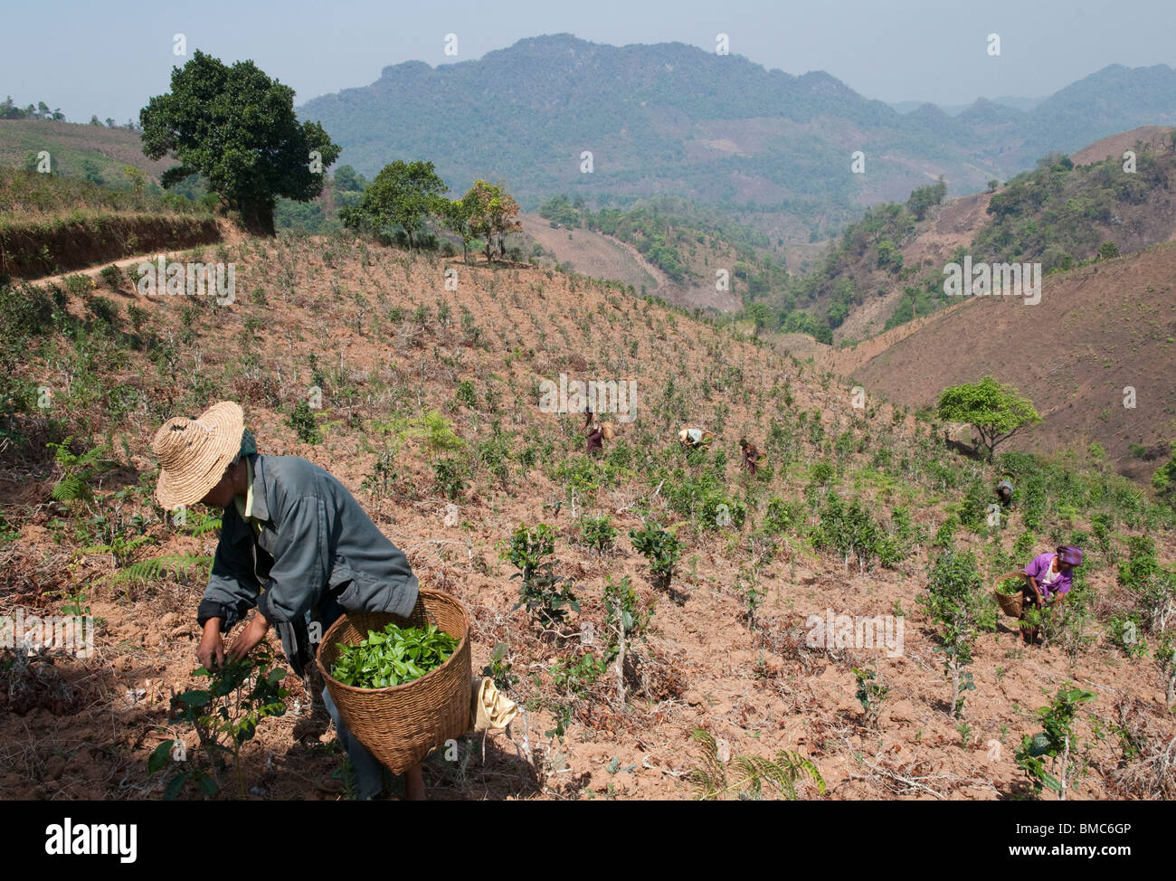 Burma tea plantation hi-res stock photography and images - Alamy
