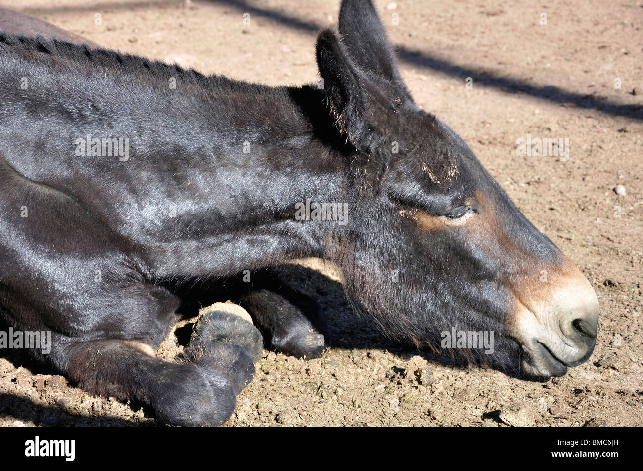 Mule, Grand Canyon, Arizona, USA Stock Photo - Alamy
