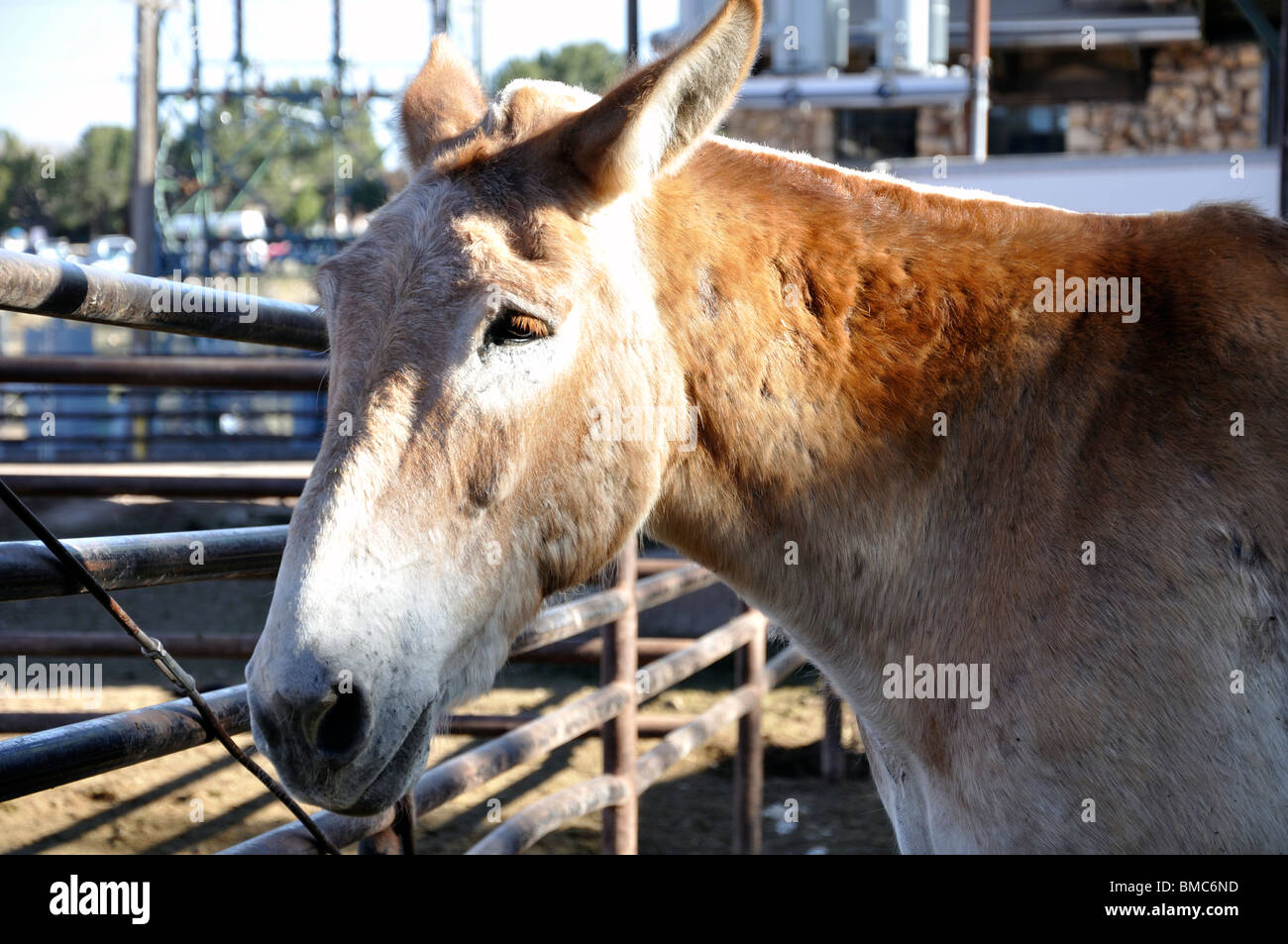 Mule, Grand Canyon, Arizona, USA Stock Photo - Alamy