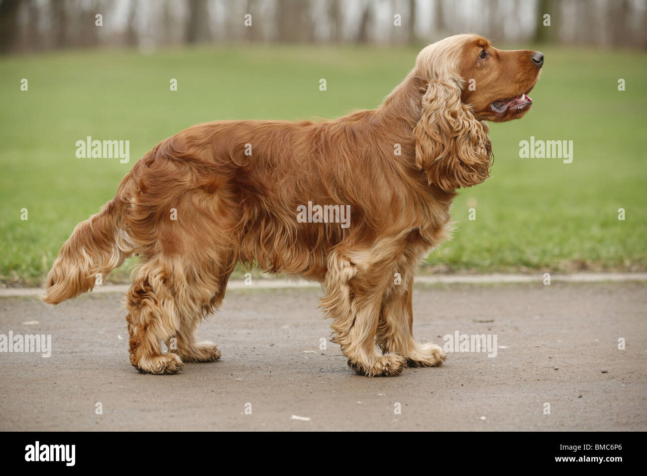 stehender Cocker Spaniel / standing Cocker Spaniel Stock Photo - Alamy