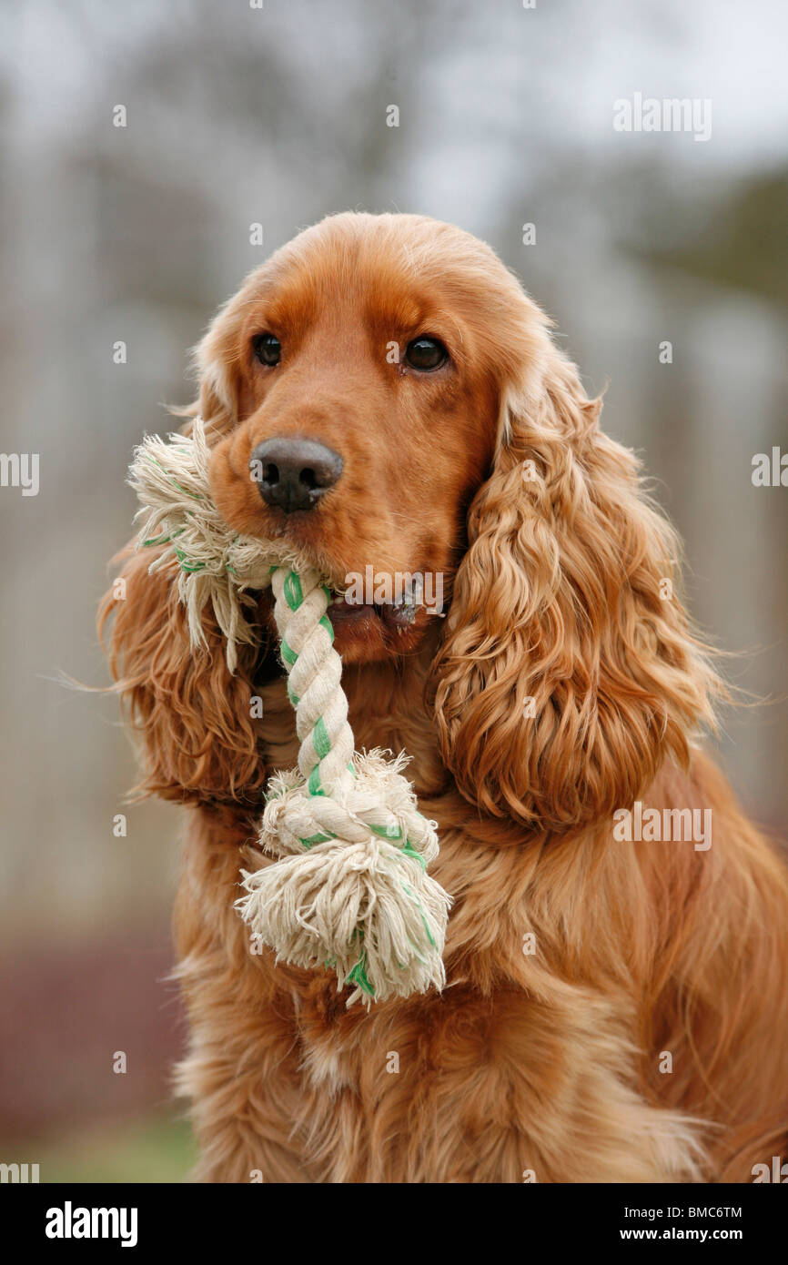 Cocker Spaniel Portrait Stock Photo - Alamy