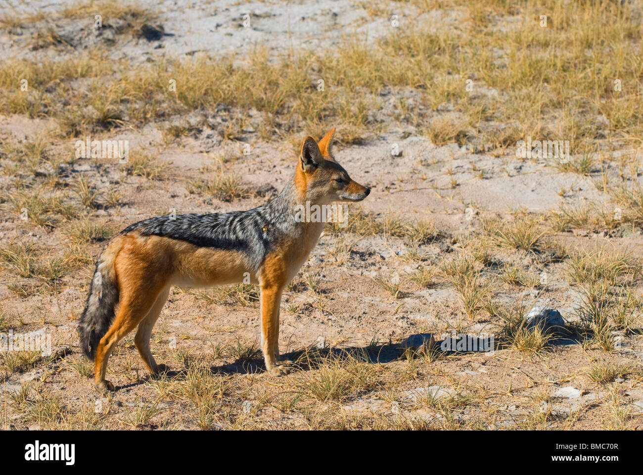 Silver backed jackal hi-res stock photography and images - Alamy