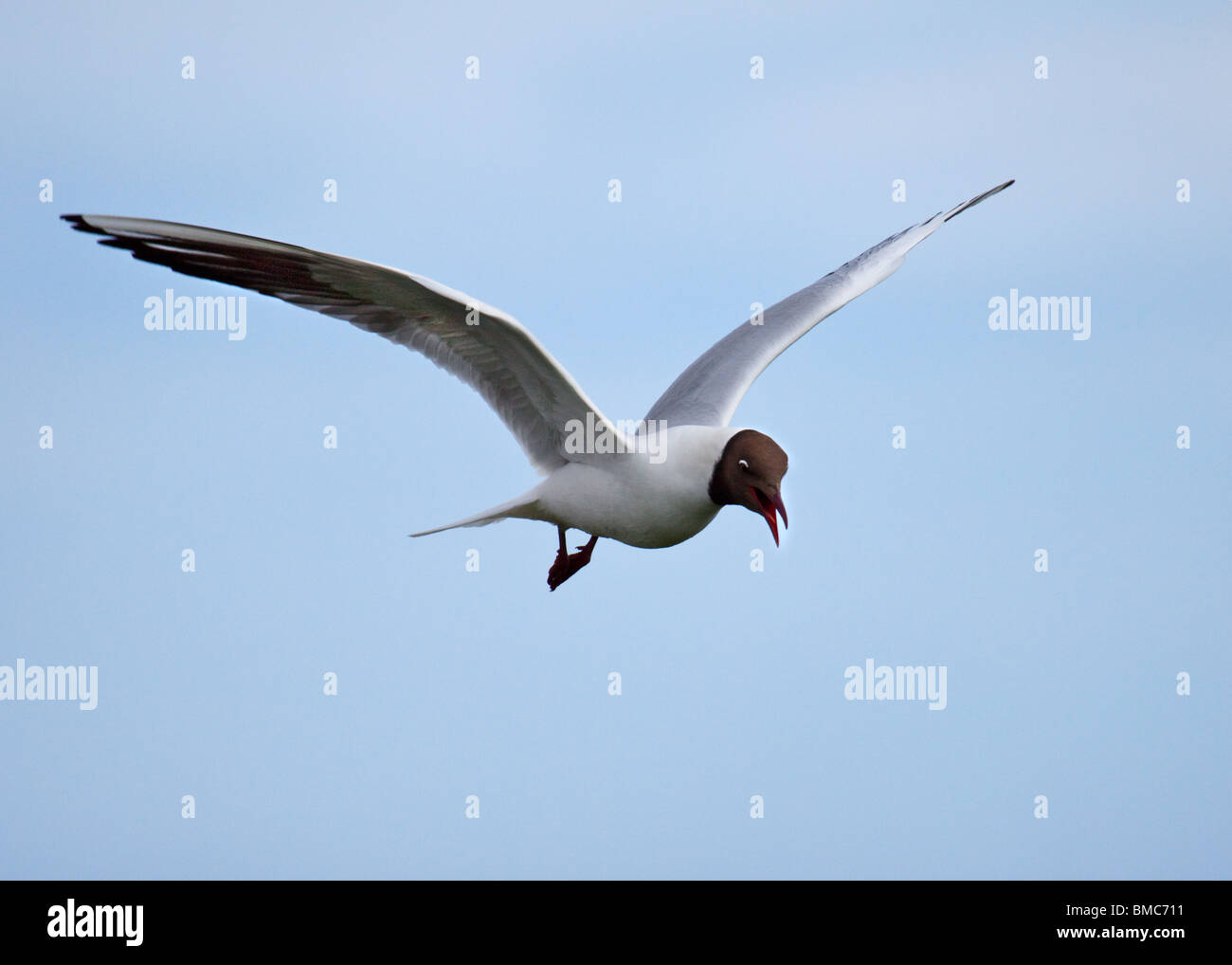 Black Headed Gull in flight Stock Photo - Alamy