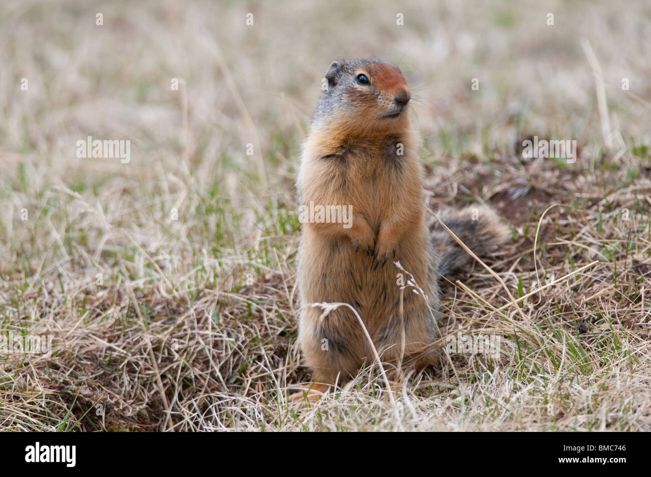 Columbia Ground Squirrel Stock Photo - Alamy