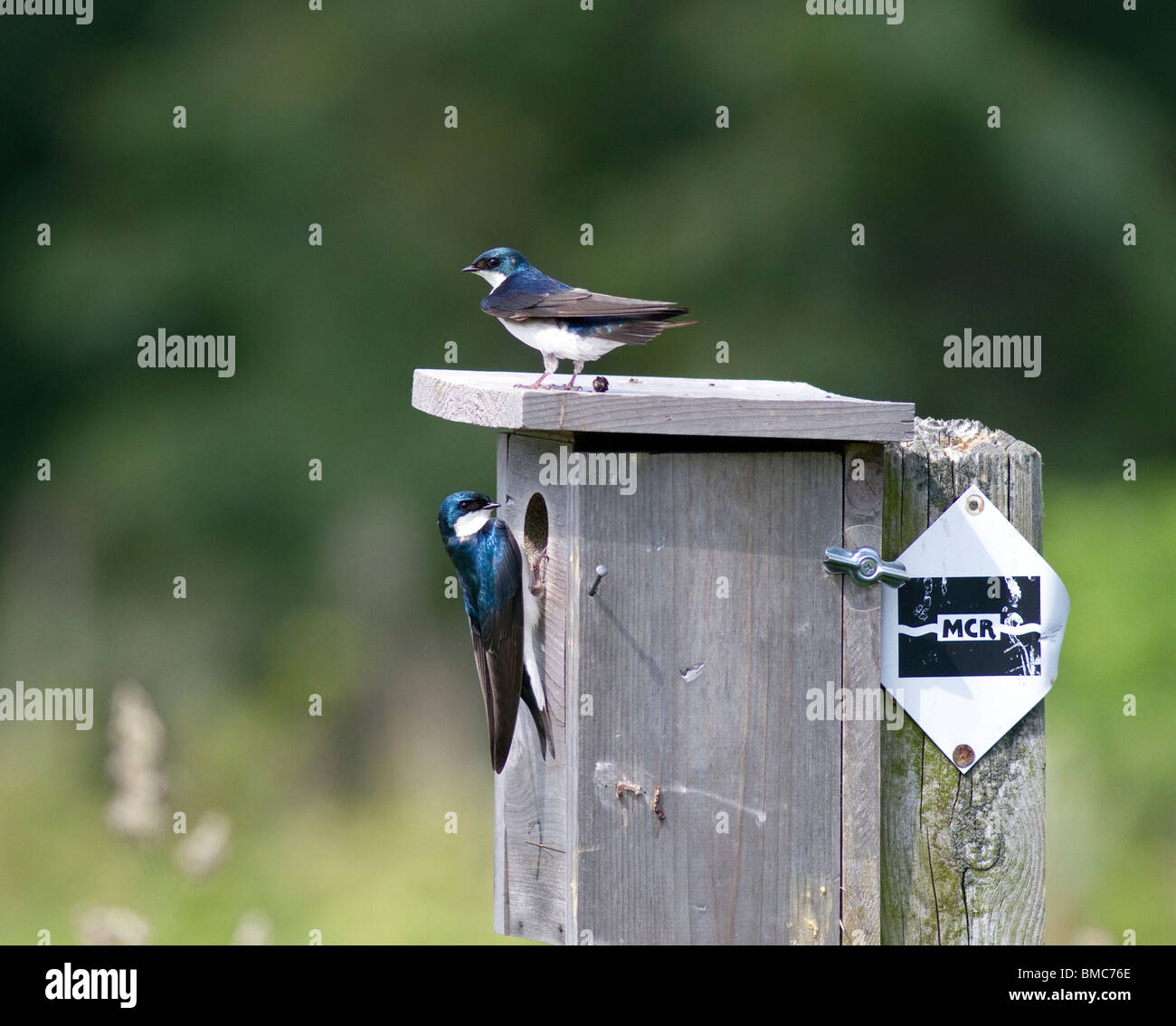 Tree swallows with a nest in a birdhouse. Protecting the chicks Stock ...
