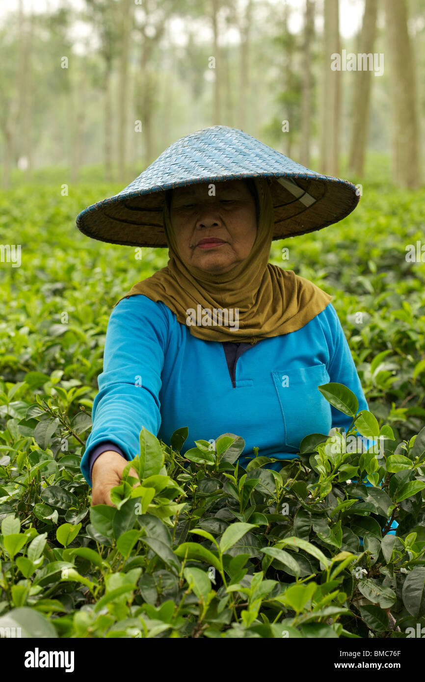 50 year old asian woman hi-res stock photography and images - Alamy