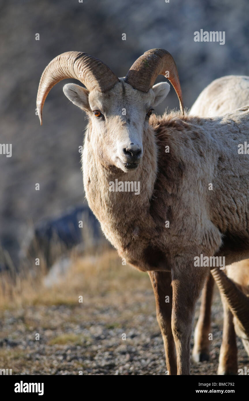 Rocky Mountain Sheep Stock Photo - Alamy