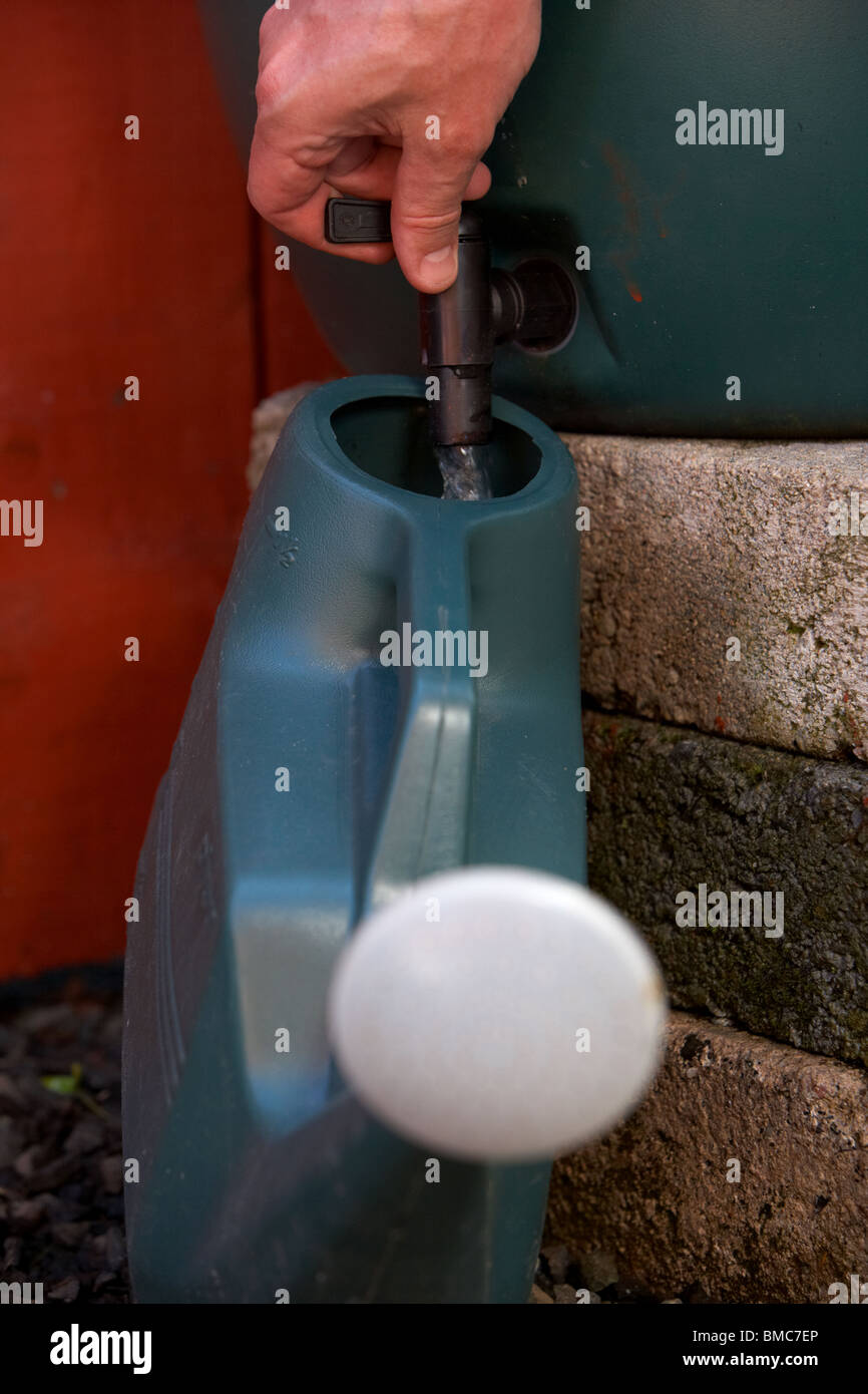 filling a plastic garden watering can using water from a water butt in ...