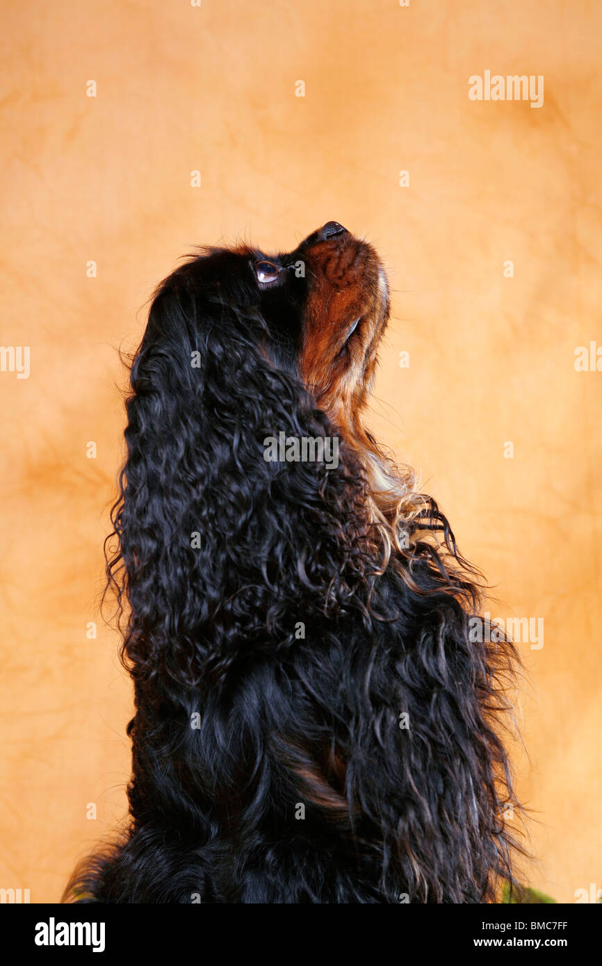 Cavalier King Charles Spaniel Portrait Stock Photo - Alamy