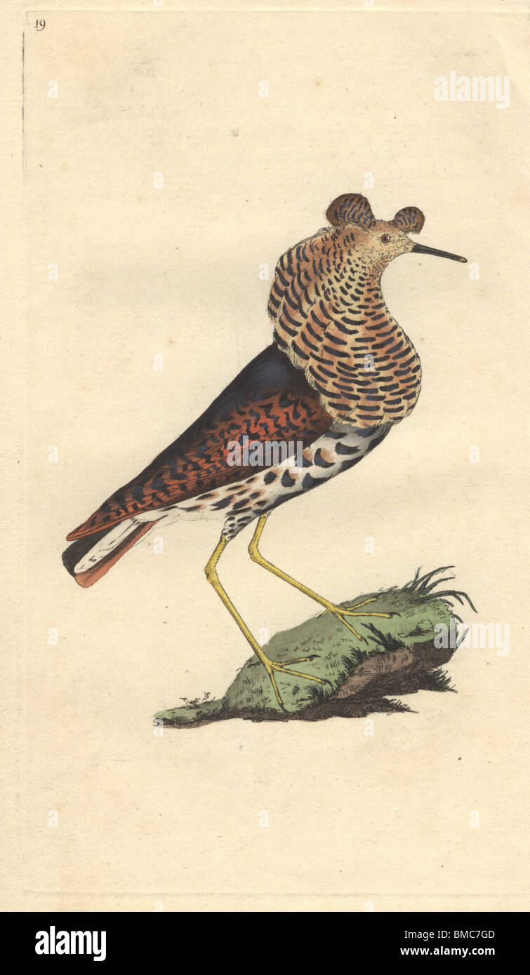 Black bird with spots hi-res stock photography and images - Alamy