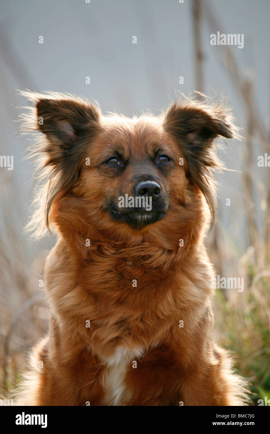 Mischling / dog Stock Photo - Alamy