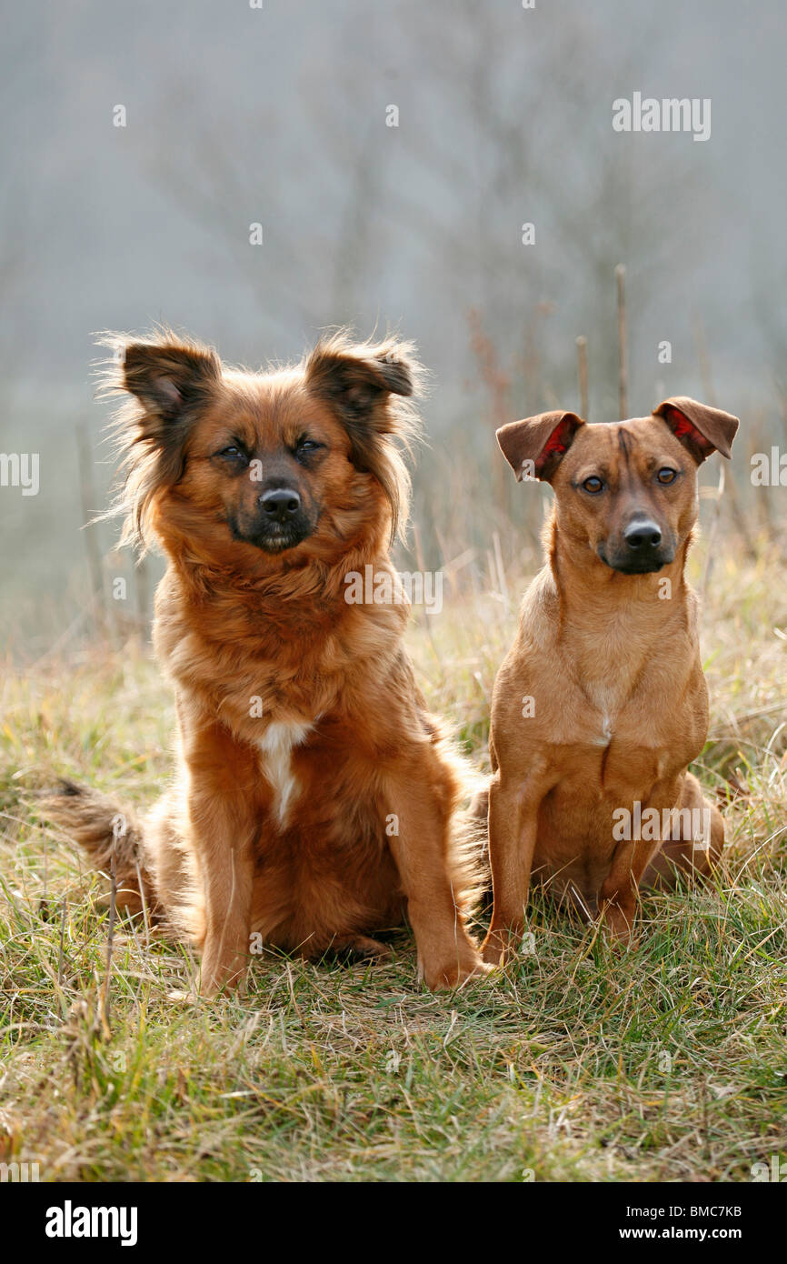 Mischling / dog Stock Photo - Alamy