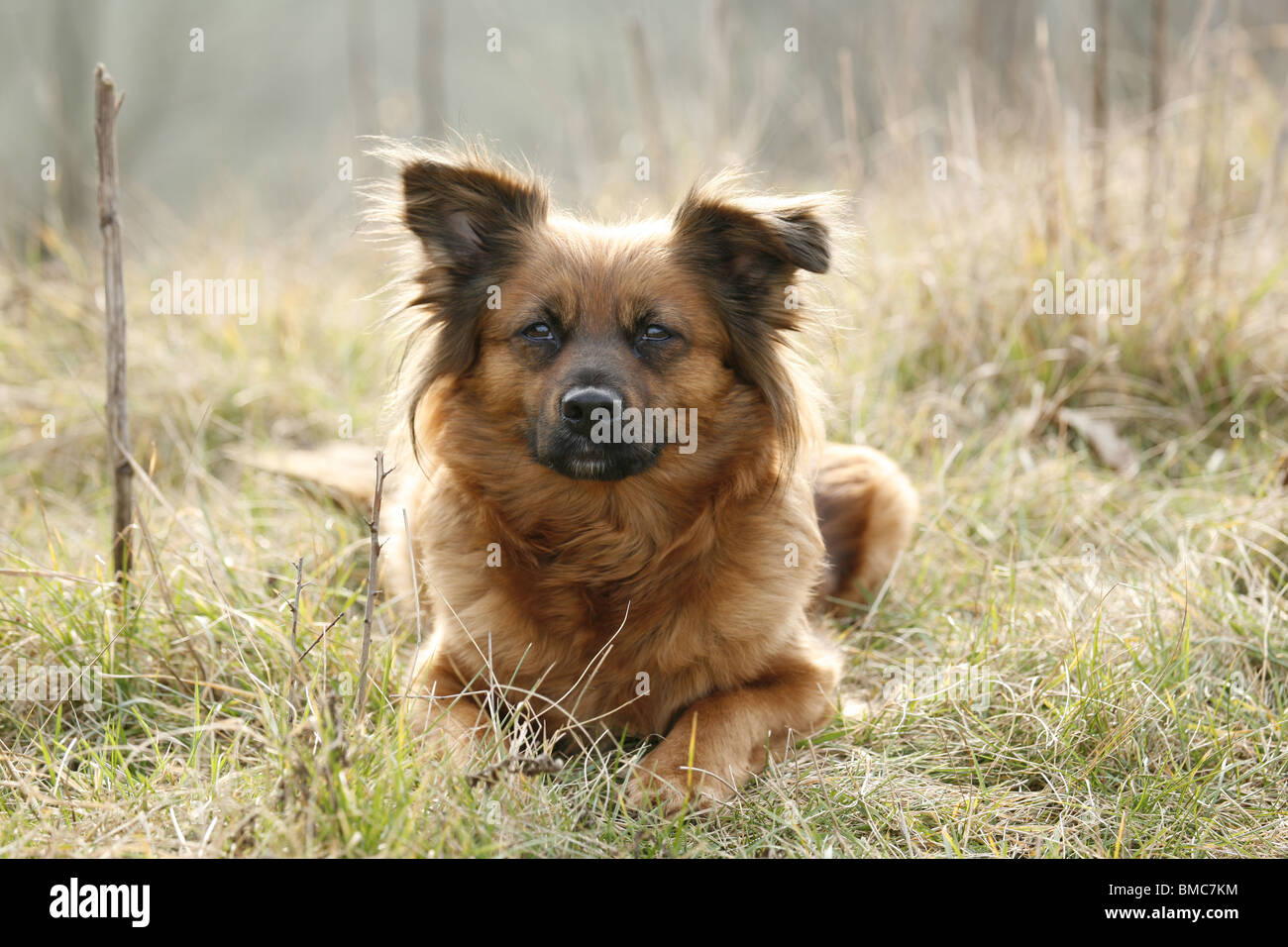 Mischling / dog Stock Photo - Alamy