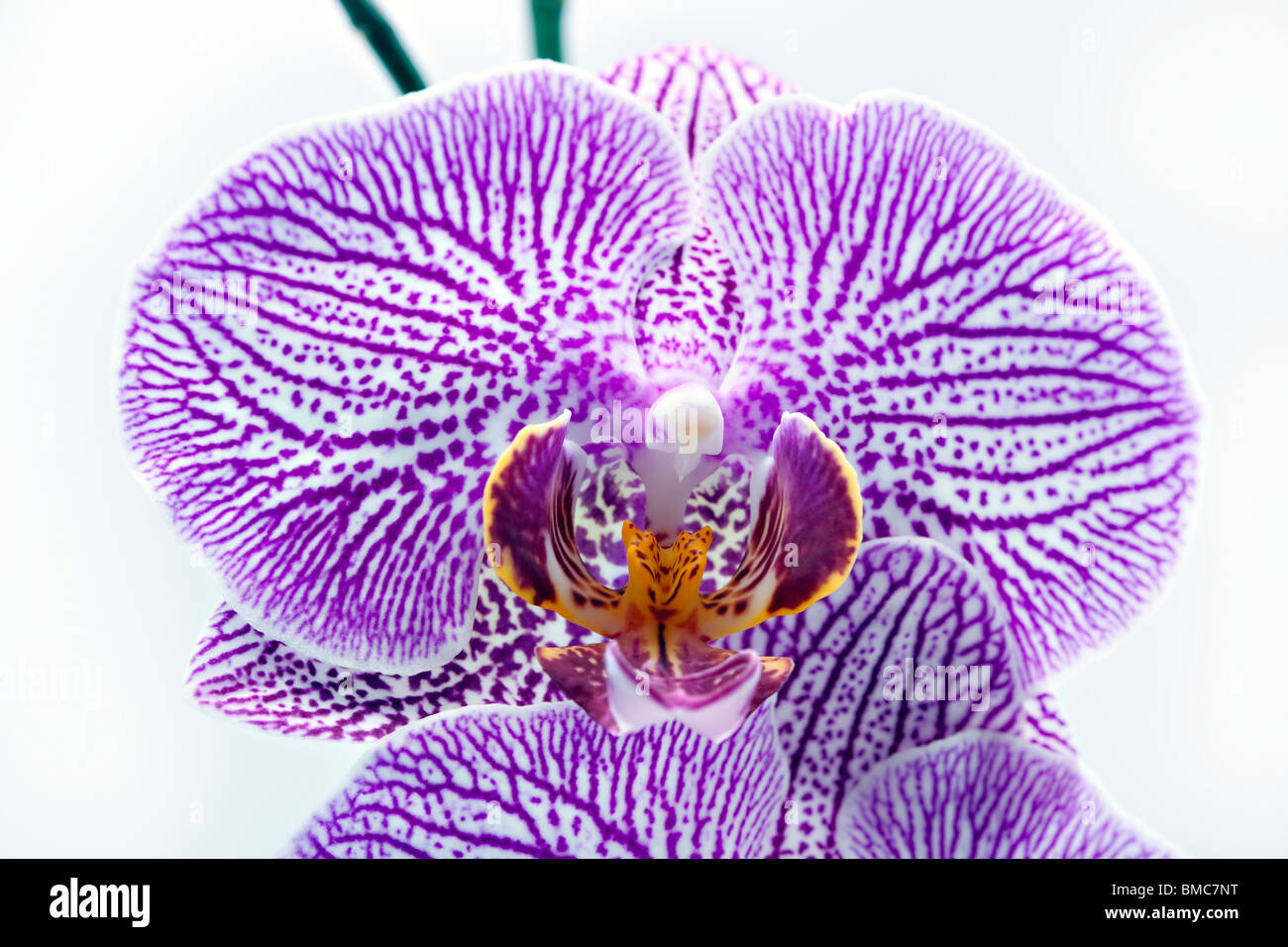 colorful orchid isolated on white Stock Photo - Alamy
