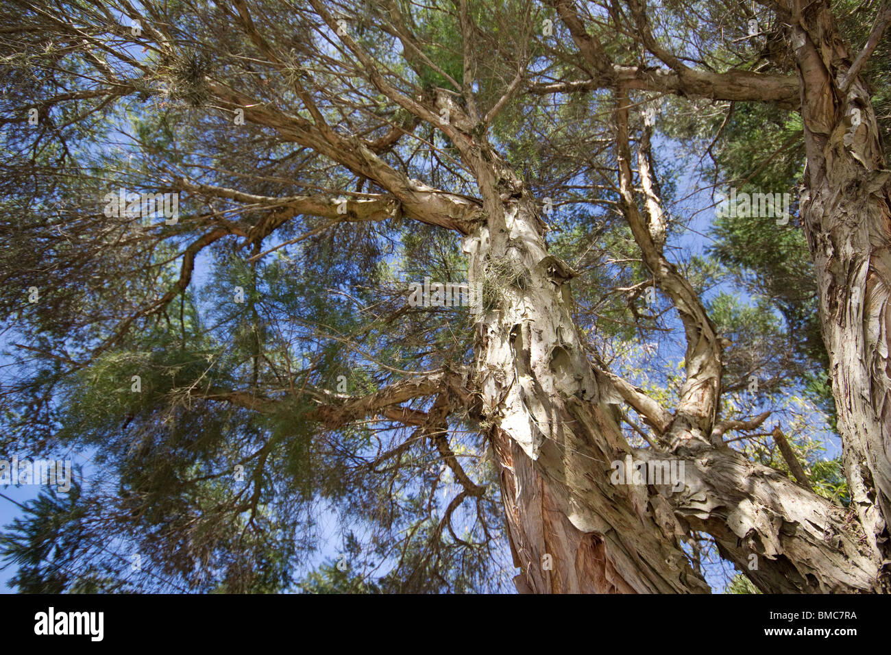 Melaleuca alternifolia tree Stock Photo - Alamy