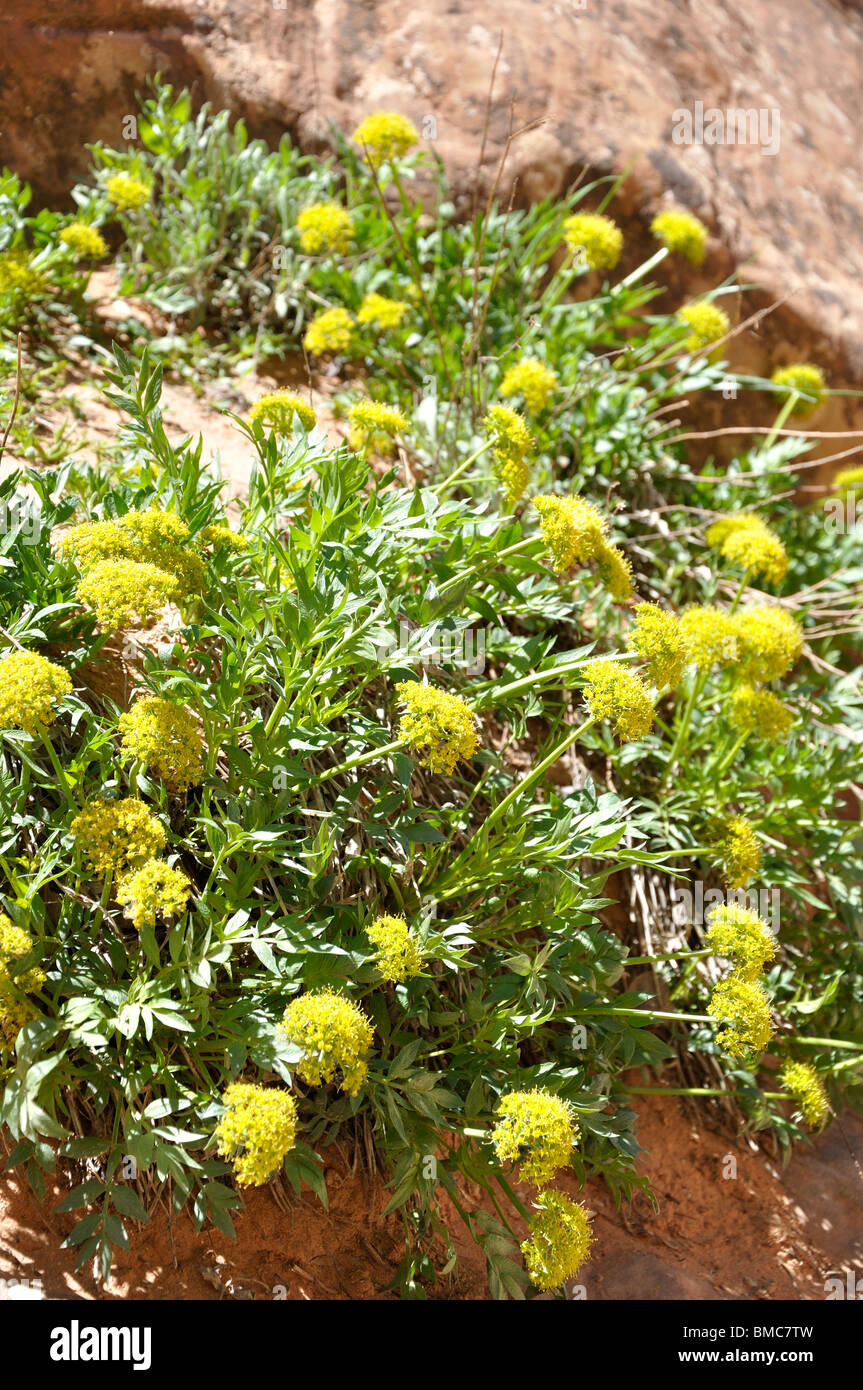 Biscuitroot hi-res stock photography and images - Alamy