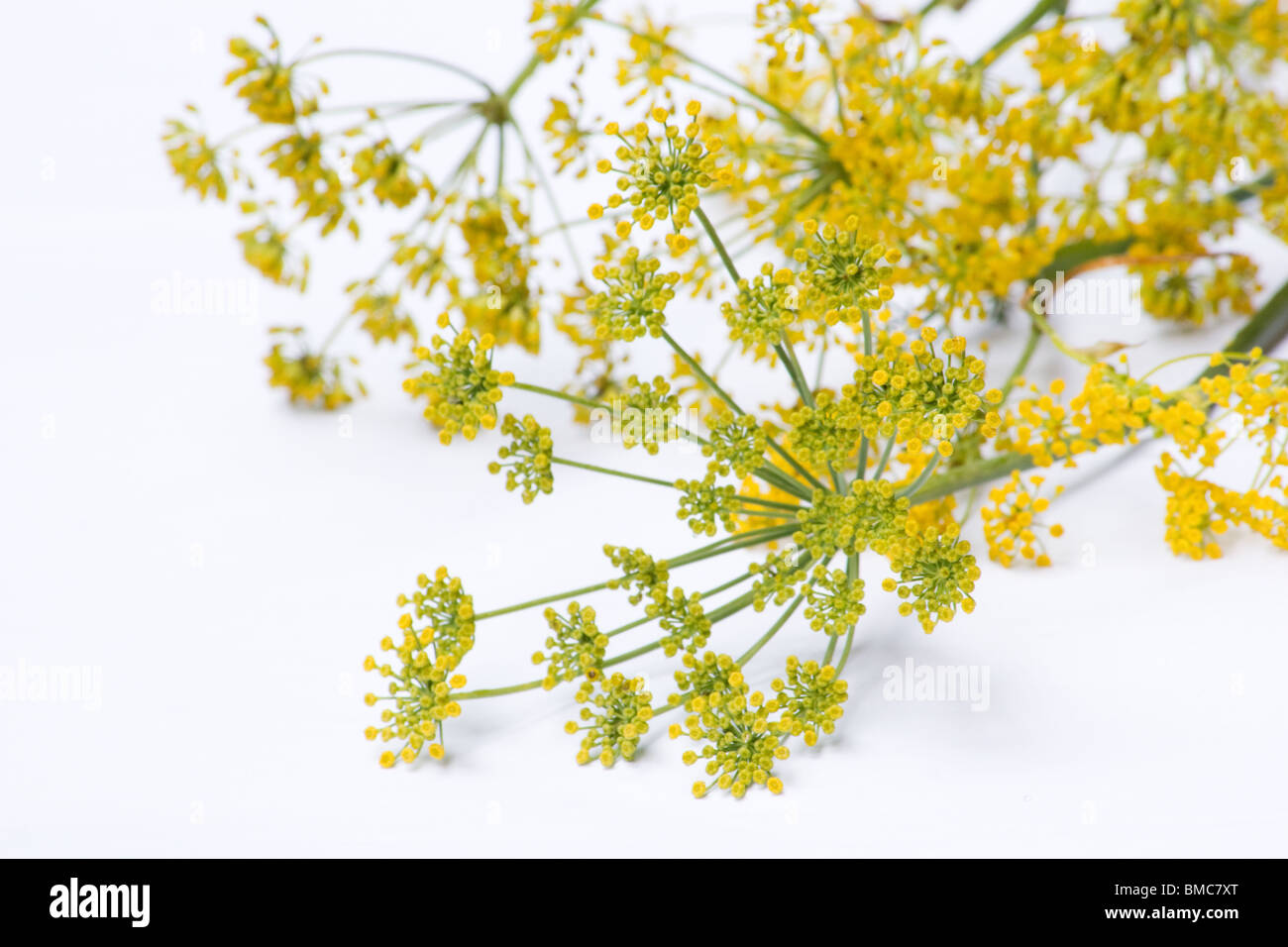 Sweet fennel flowers on white background Stock Photo - Alamy