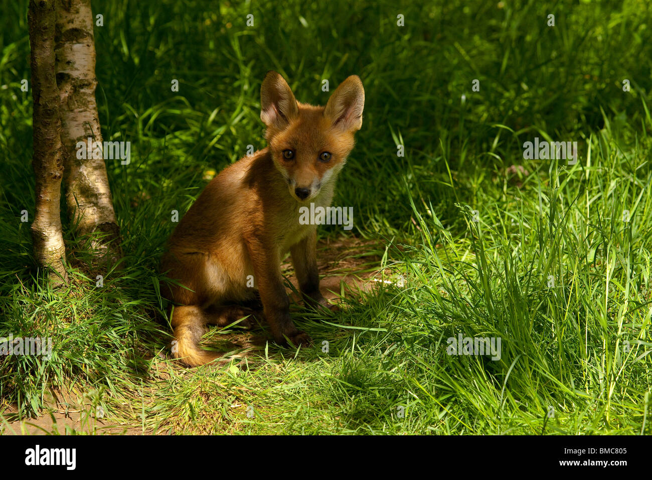 Red Fox (Vulpes vulpes) Cub in British Woodland Stock Photo - Alamy