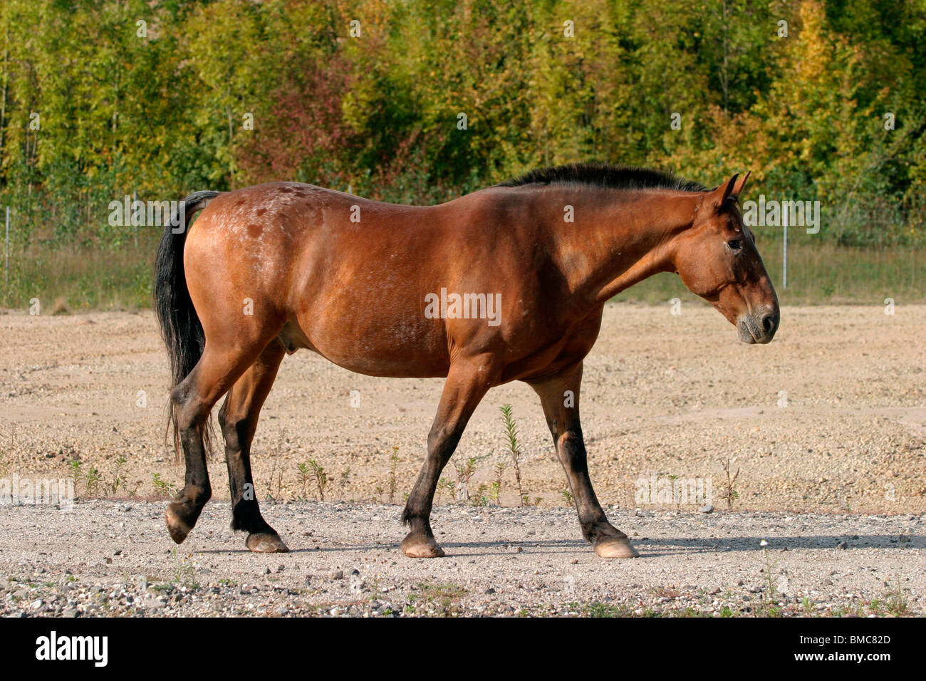 braunes Pferd / brown horse Stock Photo - Alamy