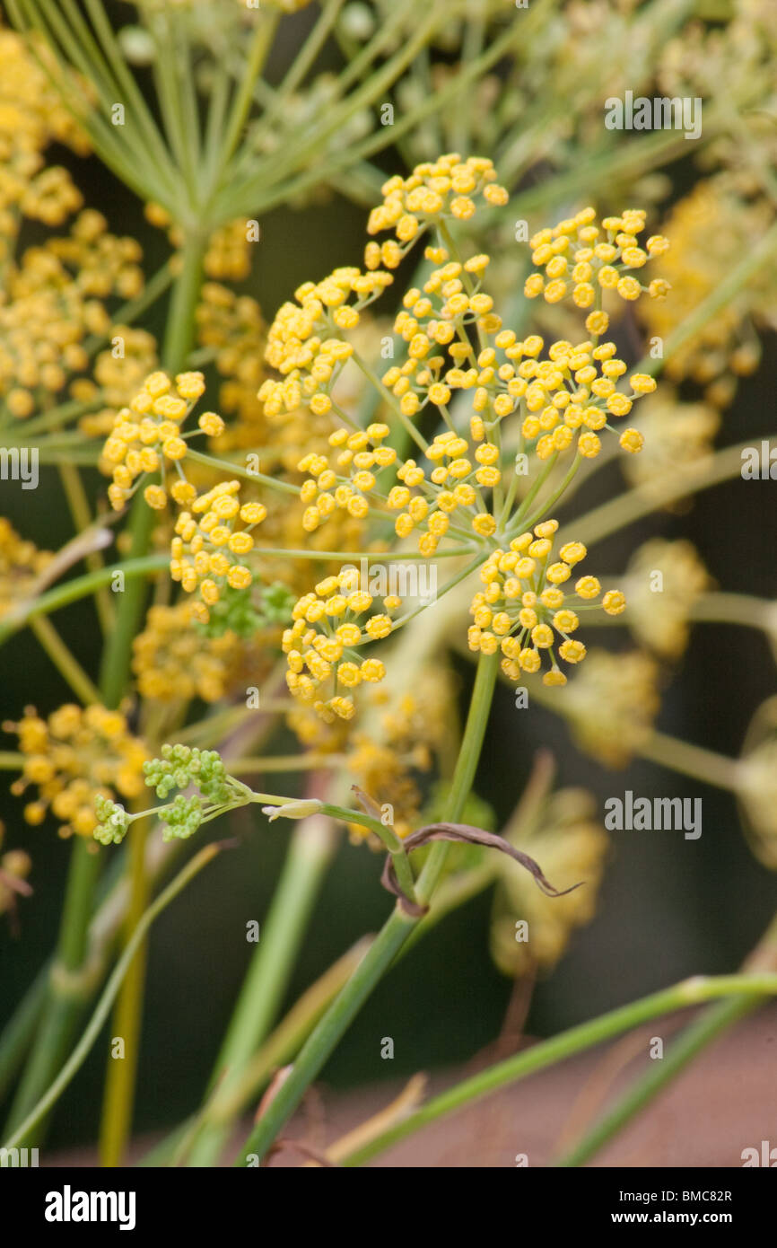 Sweet fennel hi-res stock photography and images - Alamy