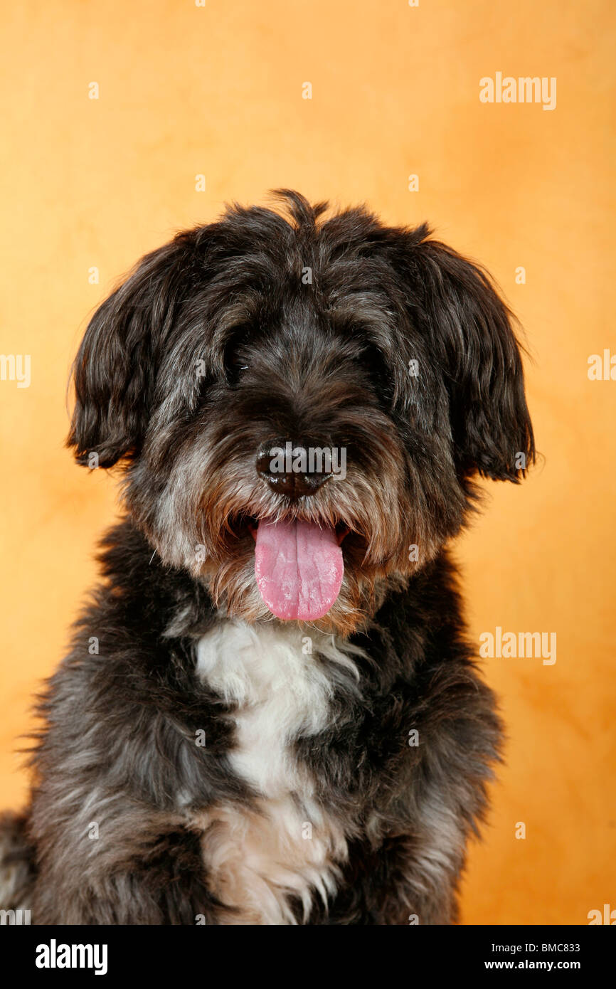 Mischling / dog Stock Photo - Alamy