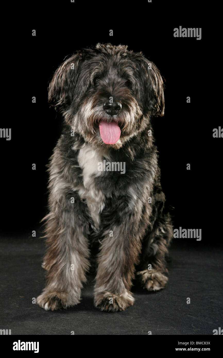 Mischling / dog Stock Photo - Alamy