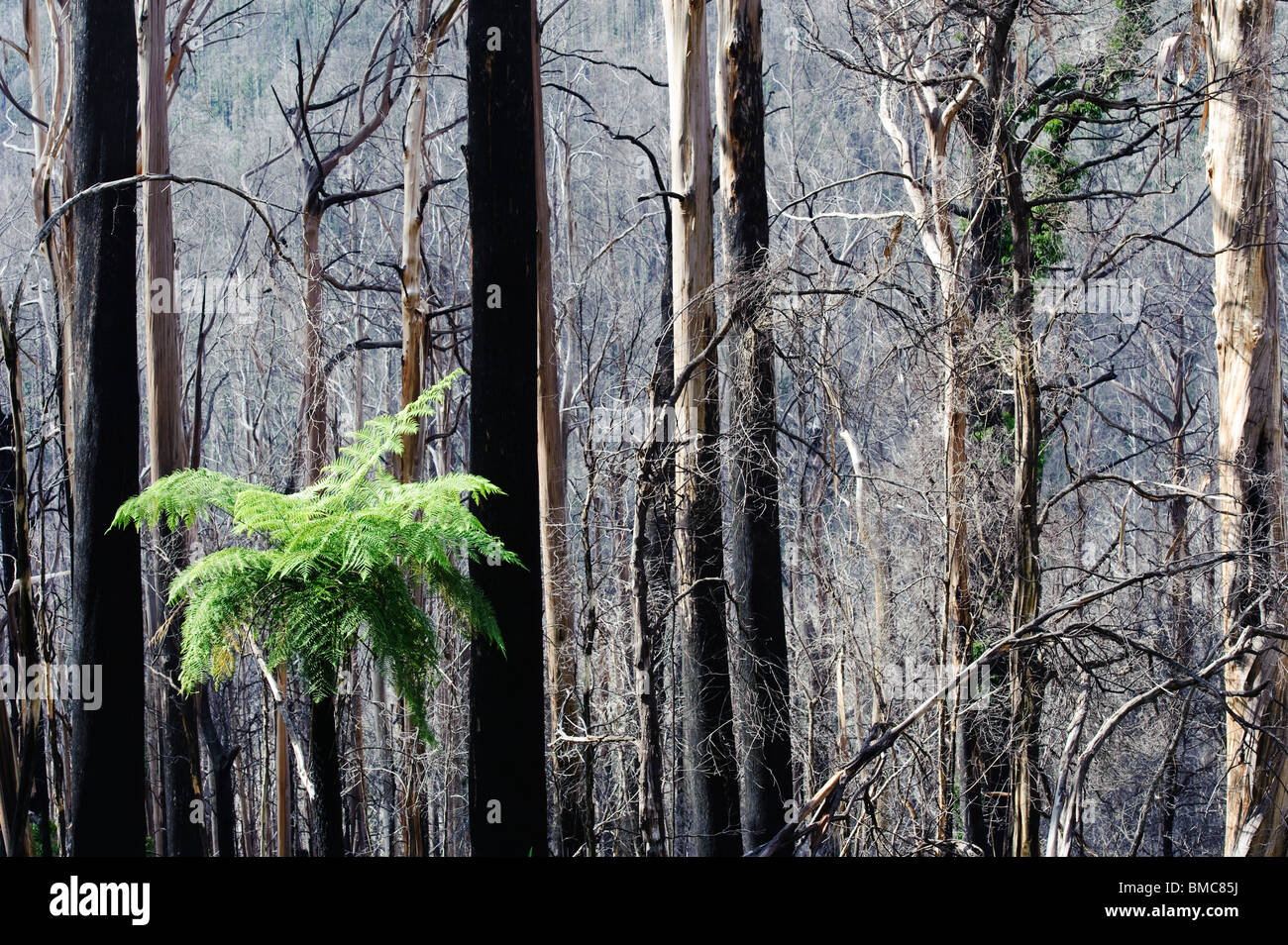 Bush fire australia 2009 hi-res stock photography and images - Alamy