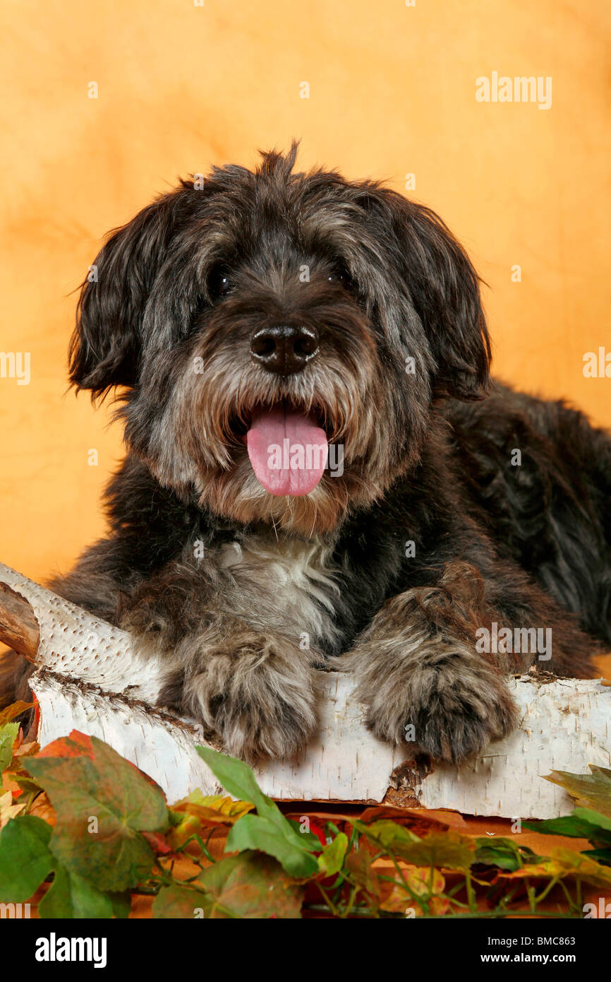 Mischling herbst hi-res stock photography and images - Alamy