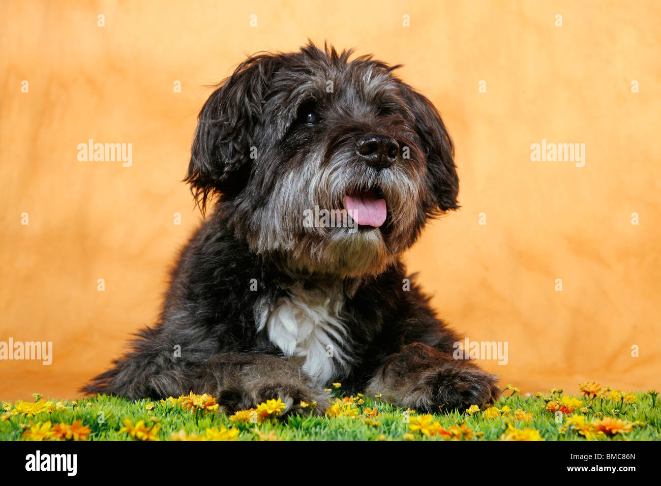 Mischling / dog Stock Photo - Alamy