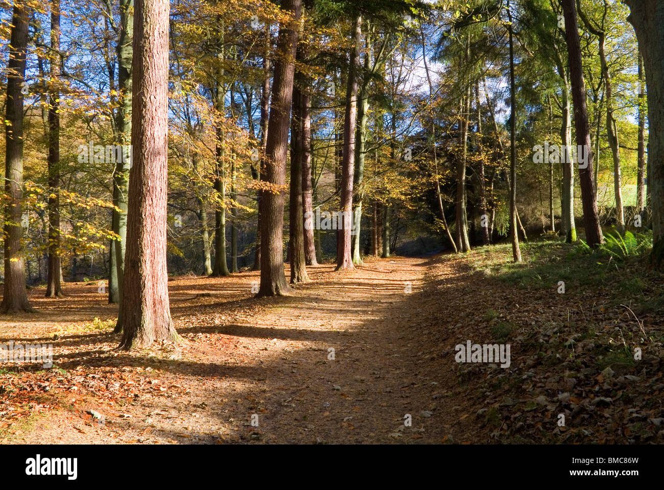 Autumn (fall) colours in Strid Wood, Bolton Abbey, North Yorkshire ...