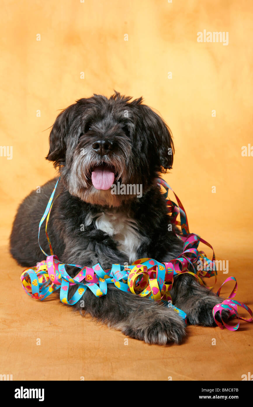 Mischling / dog Stock Photo - Alamy