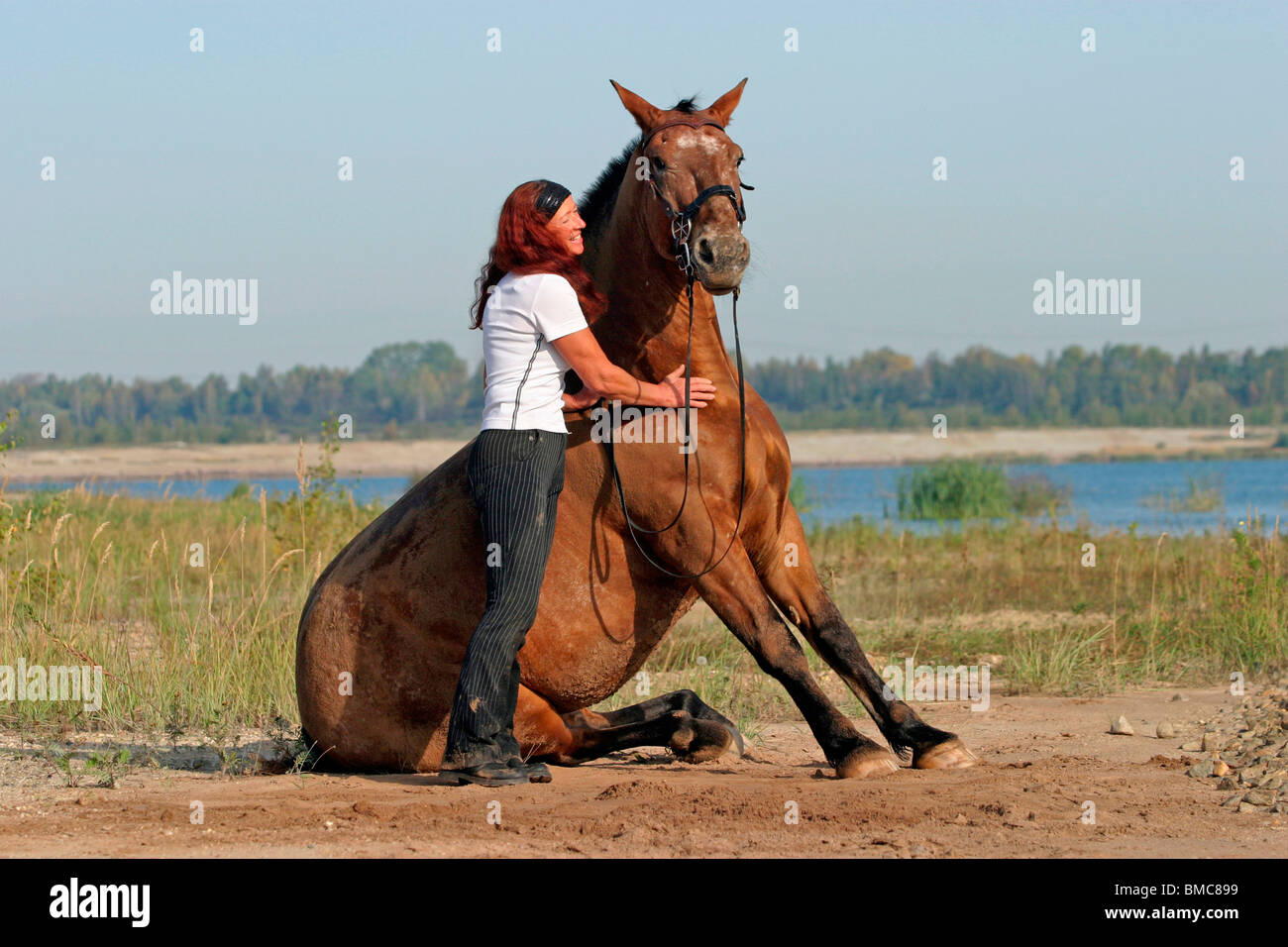 sitzendes Pferd / sitting horse Stock Photo - Alamy