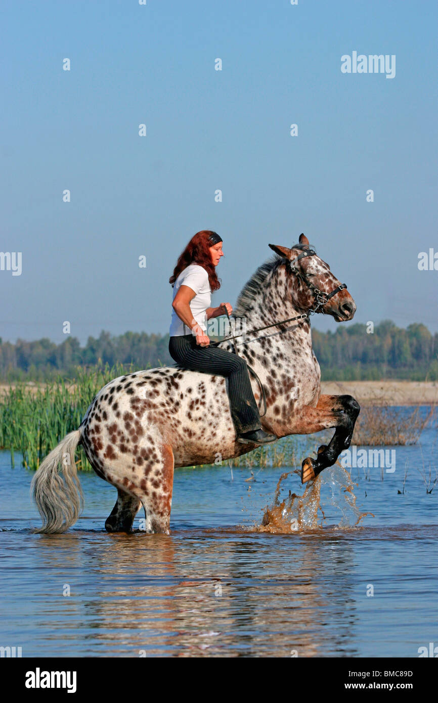 White horse rearing rider hi-res stock photography and images - Alamy