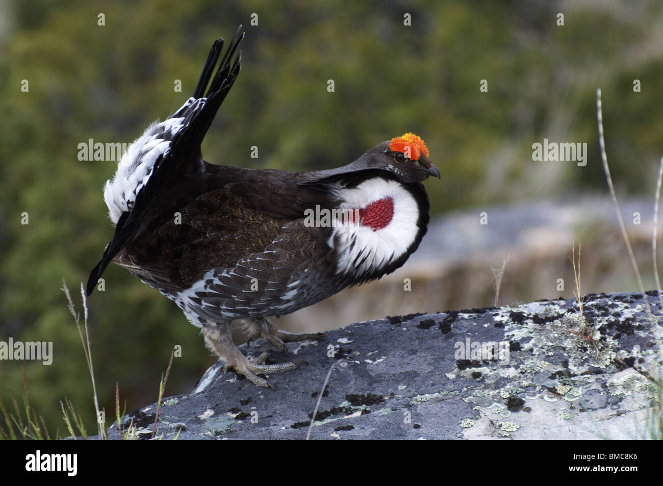Male Blue Grouse displaying for hen while standing on rock Stock Photo ...