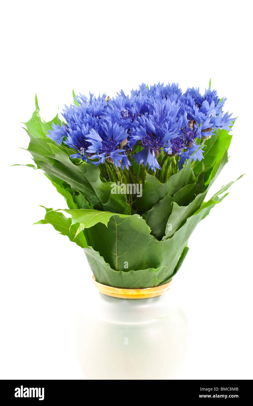 blue cornflower bunch in vase isolated on white background. vertical ...