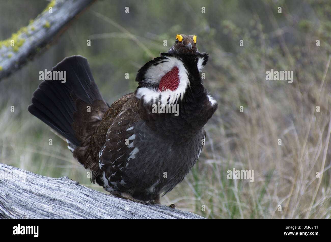 Male Blue Grouse displaying for hen while standing on fallen tree Stock ...