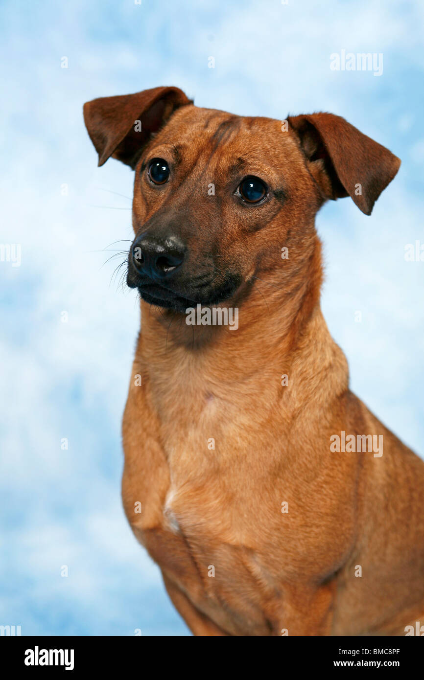 Mischling Portrait / dog portrait Stock Photo - Alamy