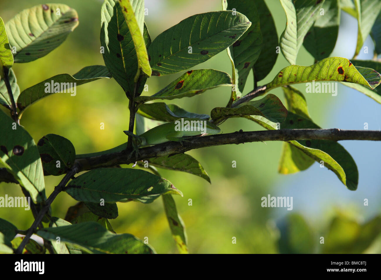 Gecko on Tree Stock Photo - Alamy