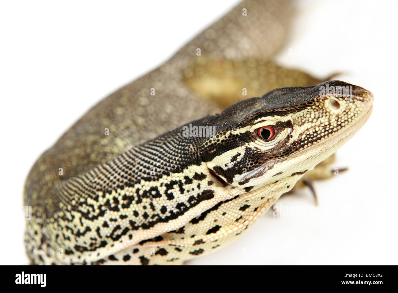 Argus Monitor Lizard High Resolution Stock Photography and Images - Alamy